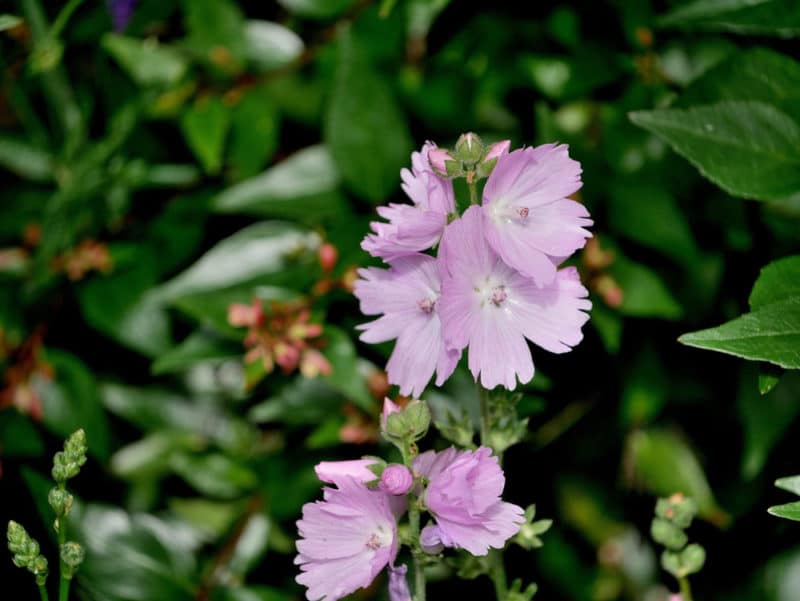 Abelia: varietà e consigli per la coltivazione e la cura