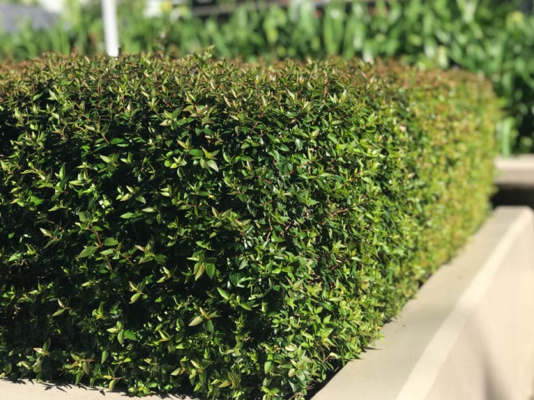 Abelia: varietà e consigli per la coltivazione e la cura