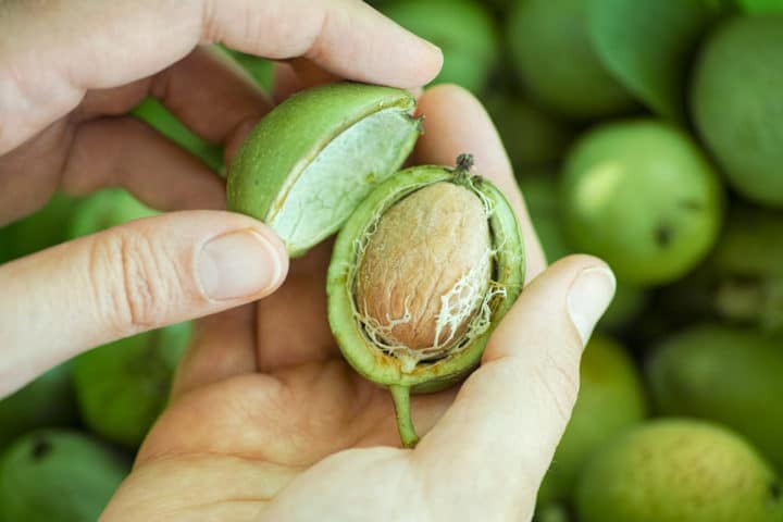 Mallo di noce: cos'è, proprietà, usi e ricette fai da te