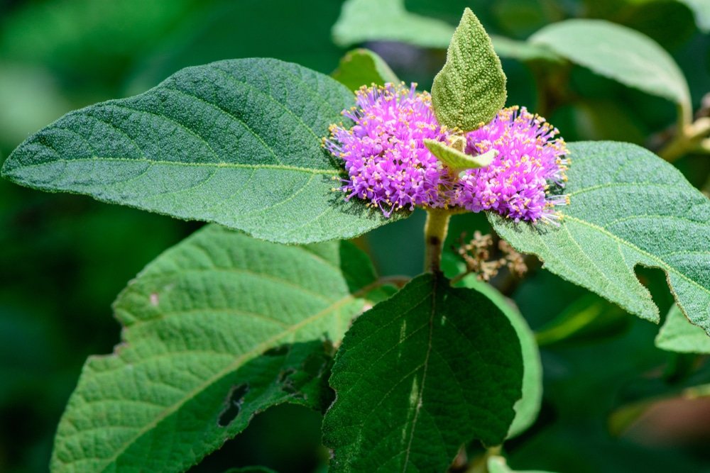 Callicarpa: tutto sulla coltivazione e suggerimenti per la cura