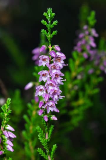 Calluna vulgaris: consigli per la cura e la coltivazione