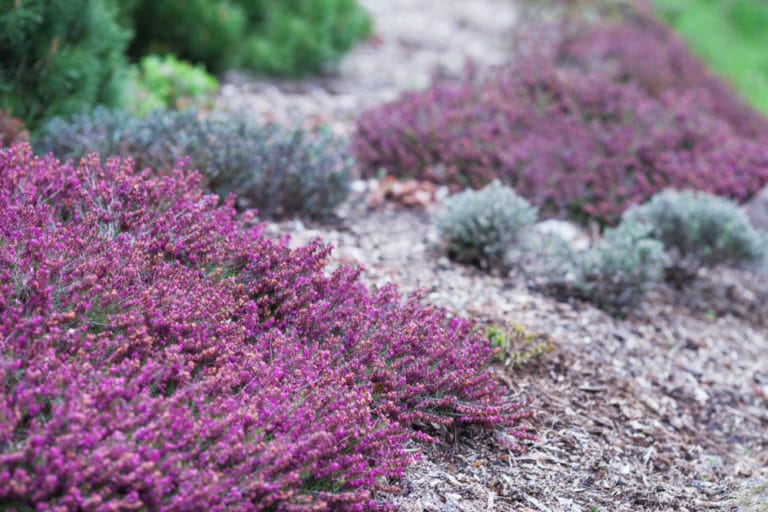 Calluna vulgaris: consigli per la cura e la coltivazione