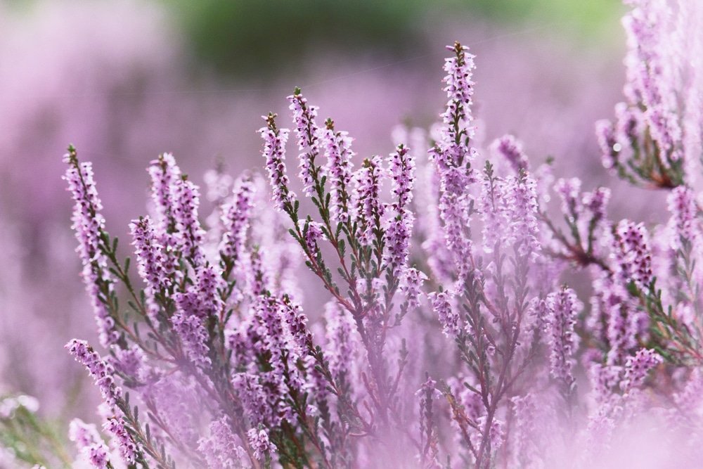 Calluna vulgaris: consigli per la cura e la coltivazione