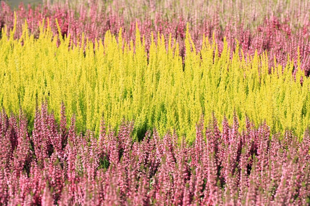 Calluna vulgaris: consigli per la cura e la coltivazione