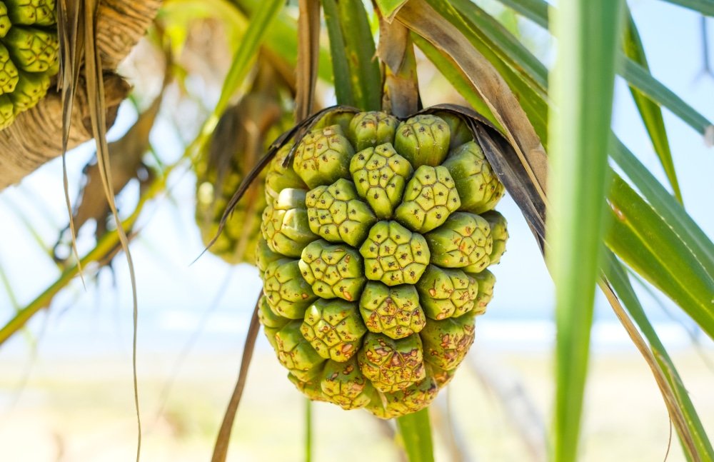 Pandano: caratteristiche, coltivazione, cura e come si utilizza