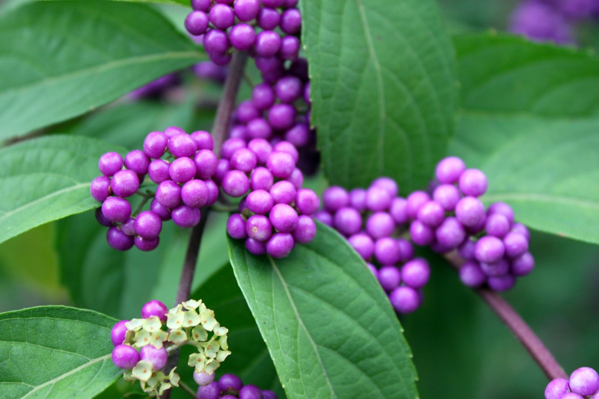 Callicarpa: tutto sulla coltivazione e suggerimenti per la cura