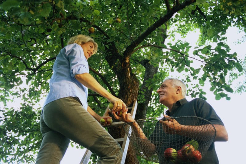 Eclaircie | Comment et quand, techniques de base et conseils