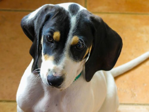 Segugio francese: specie, caratteristiche, comportamento, prezzo