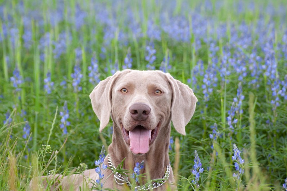 Segugio grigio: aspetto, carattere, cura, salute e alimentazione