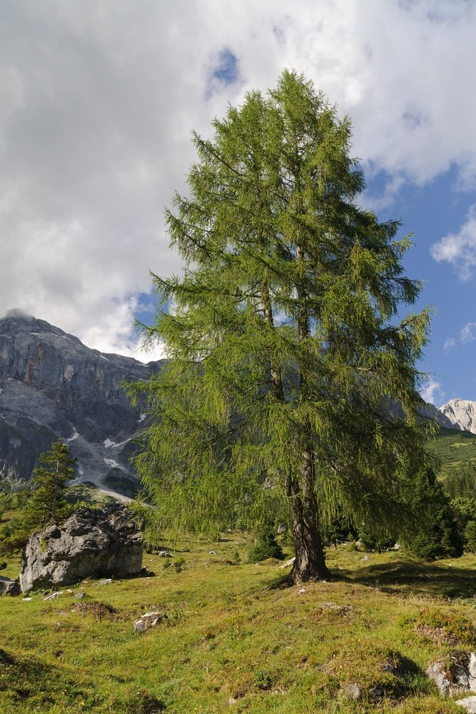Larice: caratteristiche dell'albero, del suo legno e le sue proprietà