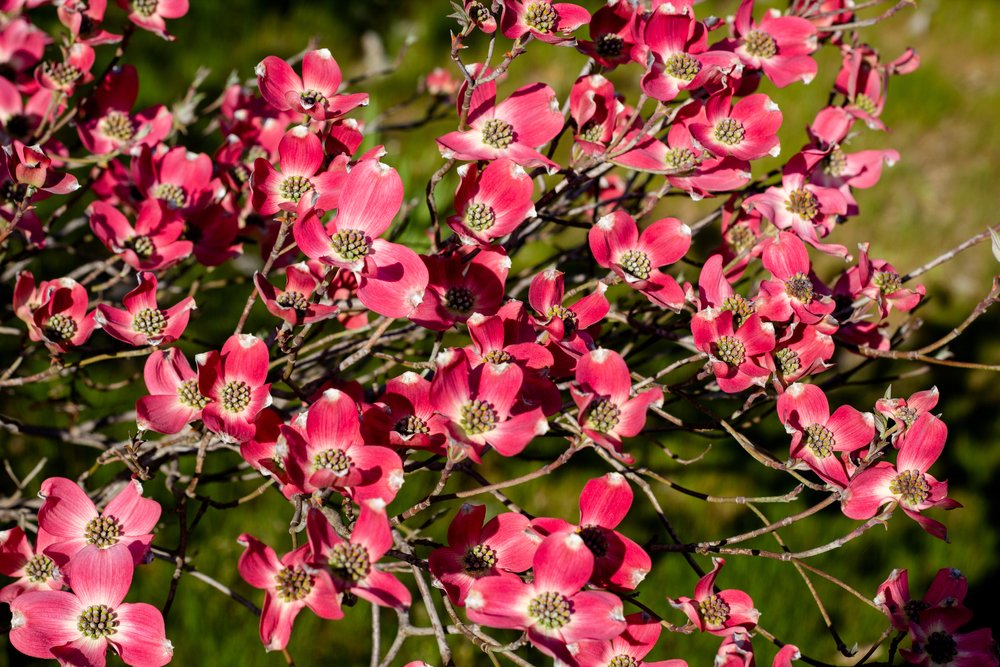 Cornus florida o corniolo da fiore: varietà e coltivazione