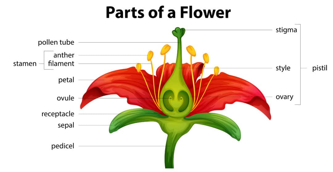 Le parti del fiore: scopriamo quali sono e a cosa servono