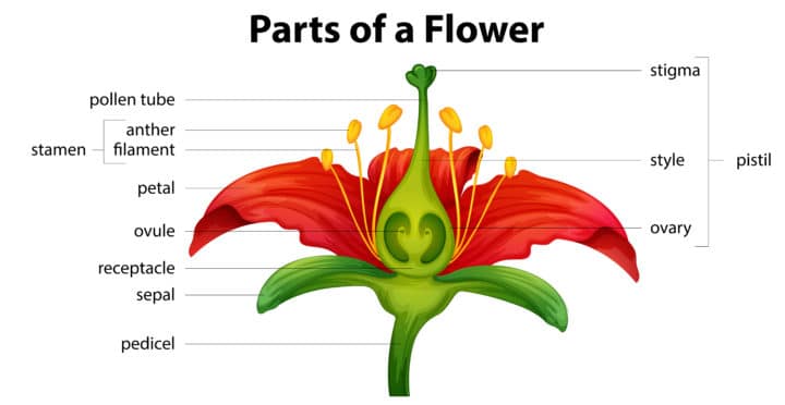 Le parti del fiore: scopriamo quali sono e a cosa servono