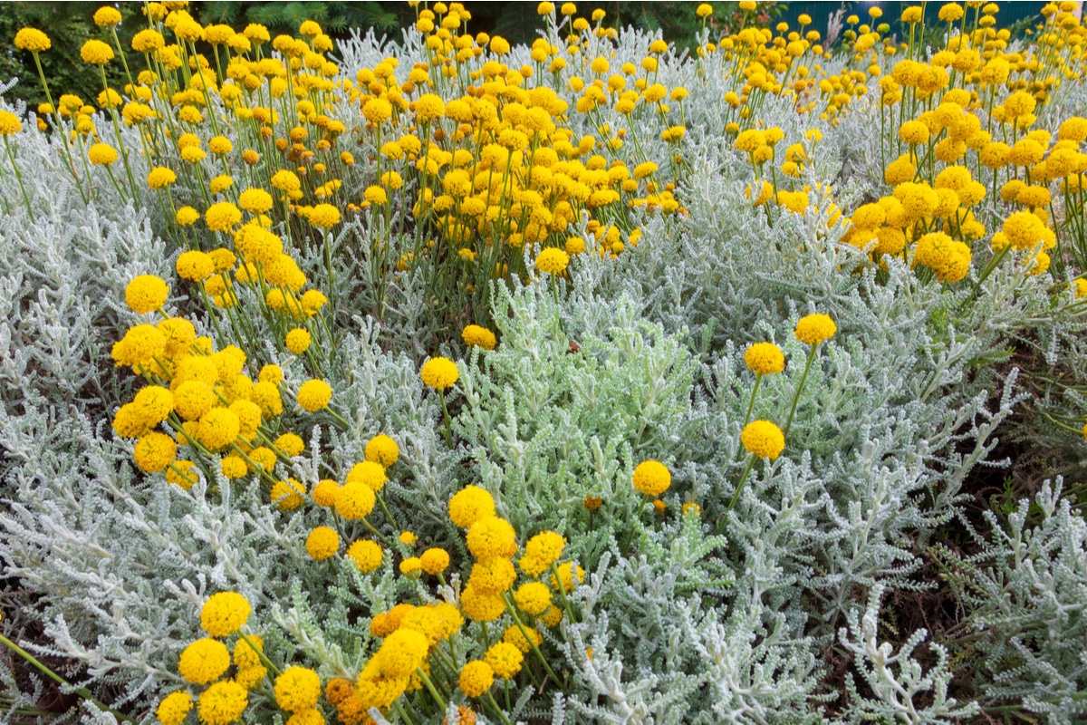Santolina: proprietà, utilizzi e consigli per la coltivazione e la cura