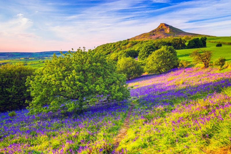 Brughiera: caratteristiche del paesaggio, clima, flora e fauna