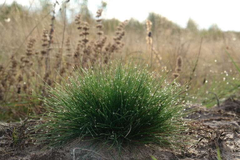 Festuca, l’erba dei prati che non ha bisogno di manutenzione