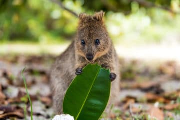 Quokka: alla scoperta dell'animale che sorride sempre