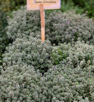 Timo limone: caratteristiche e tante idee per utilizzarlo in cucina