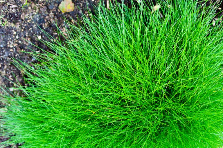Festuca, l’erba dei prati che non ha bisogno di manutenzione