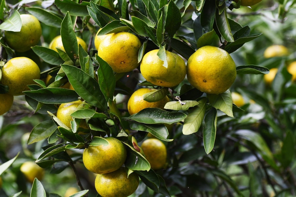 Miyagawa: valori nutrizionali, proprietà e idee di utilizzo