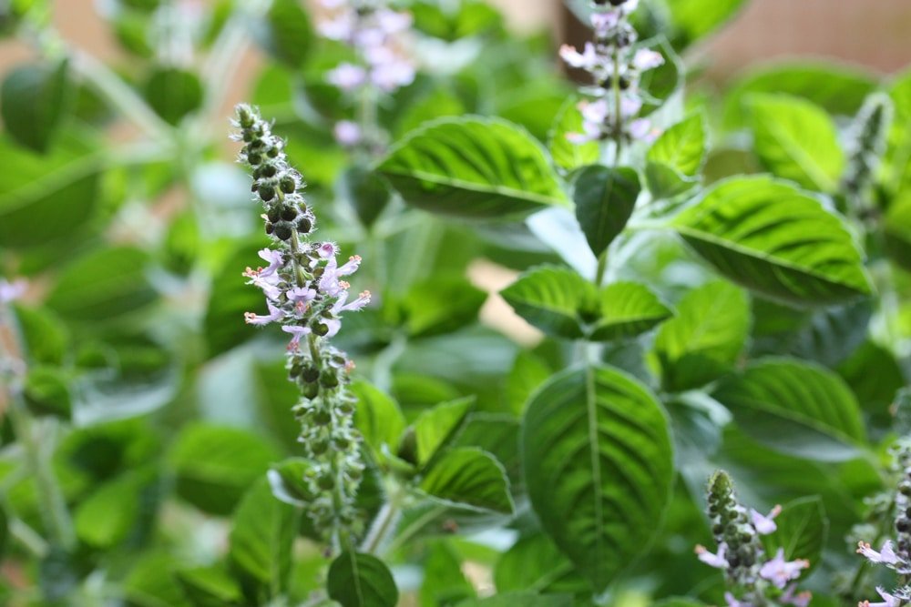 Tulsi, il basilico sacro dalle numerose proprietà benefiche