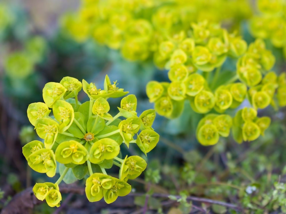 Fiori verdi: le specie più diffuse per realizzare composizioni originali