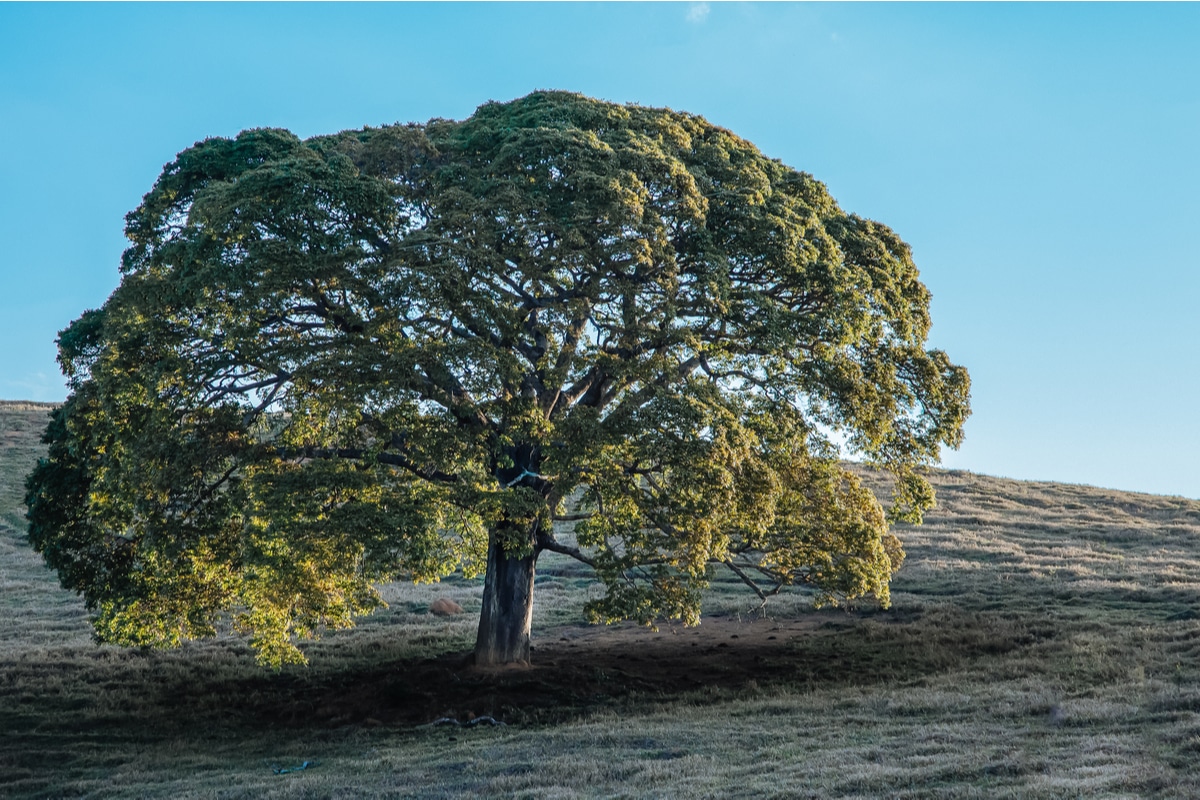 Copaiba: proprietà,benefici e modalità di utilizzo