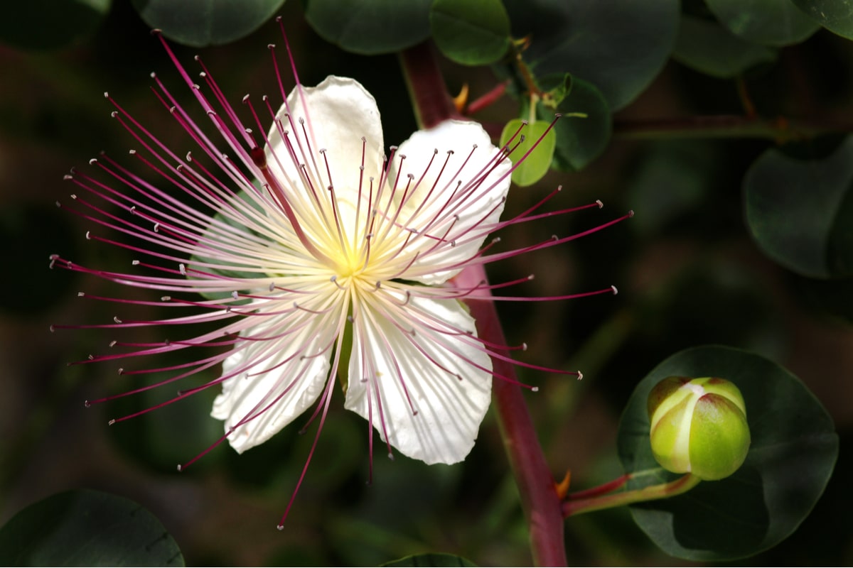 Fiori di cappero: proprietà e modalità di conservazione