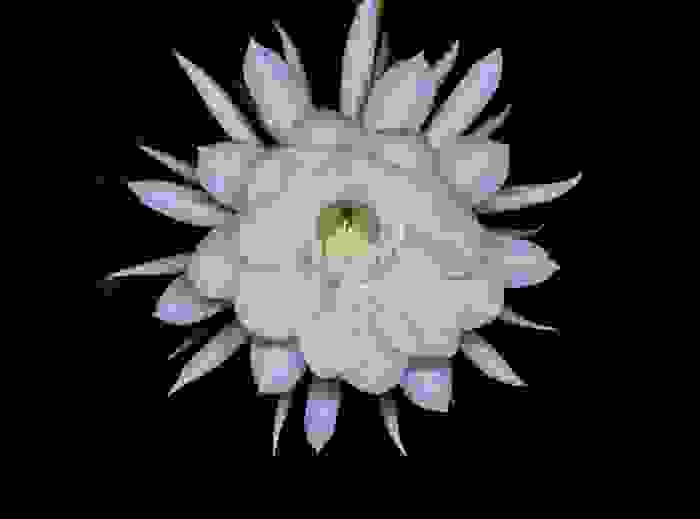 Fiori Rari Lelenco Dei Fiori Rari Nel Mondo
