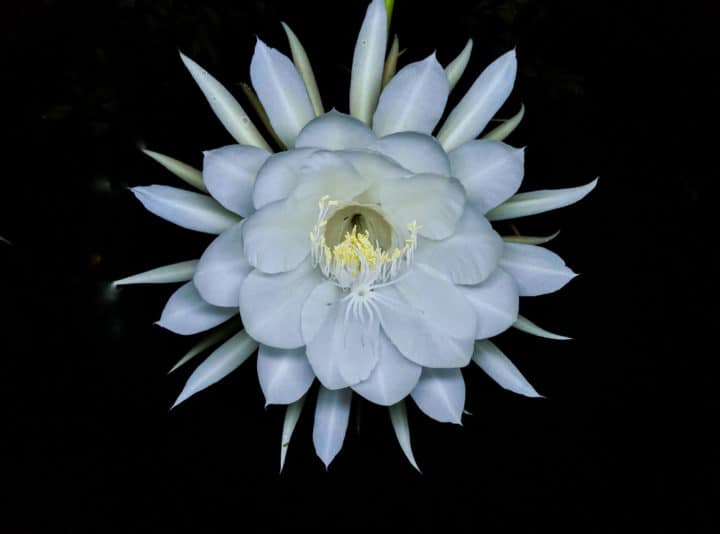 la liste des fleurs rares dans le monde | Conseils Beauté-Santé