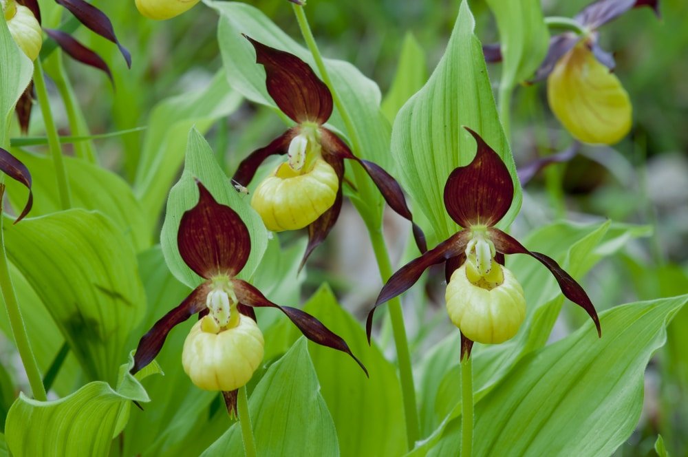 la liste des fleurs rares dans le monde | Conseils Beauté-Santé