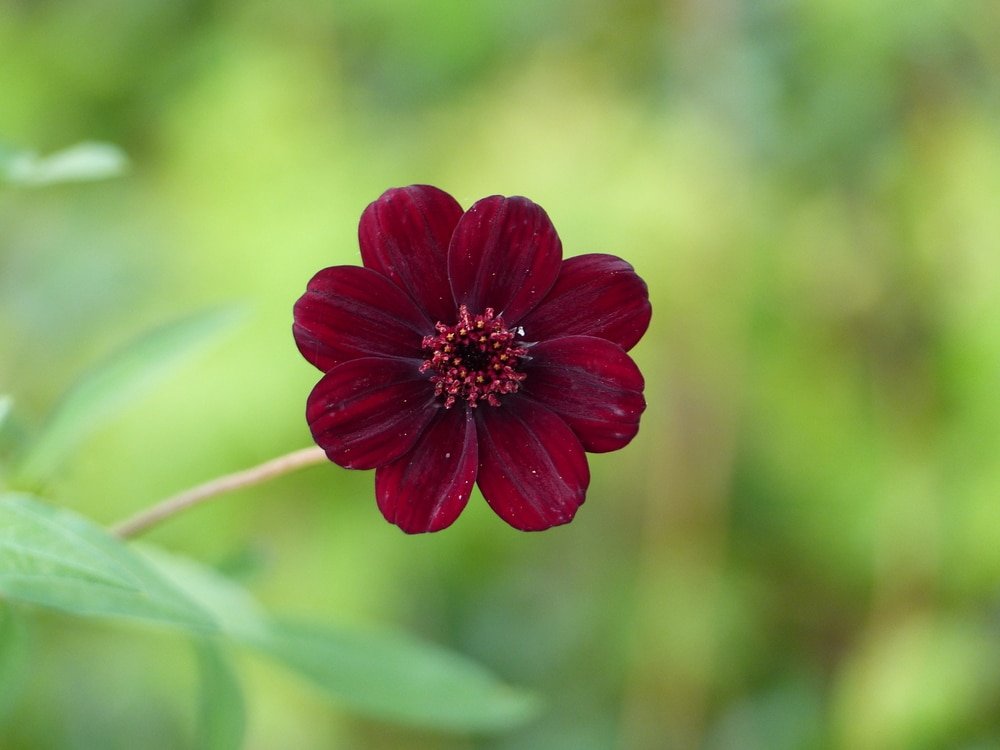 la liste des fleurs rares dans le monde | Conseils Beauté-Santé