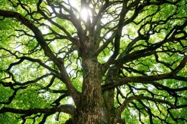 Canfora: proprietà, utilizzi e possibili controindicazioni