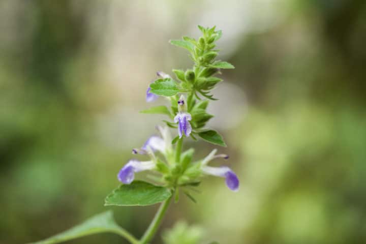 Huile essentielle de Nard: caractéristiques, bénéfices et utilisations ...