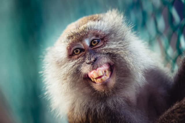 Scimmie: classificazione, specie e curiosità sul primate più vicino a noi