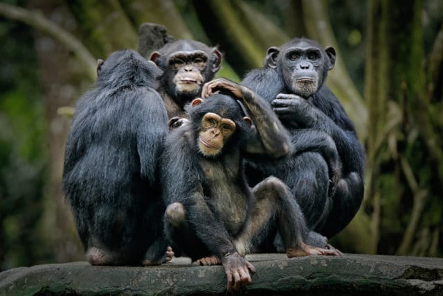 Scimmie: classificazione, specie e curiosità sul primate più vicino a noi