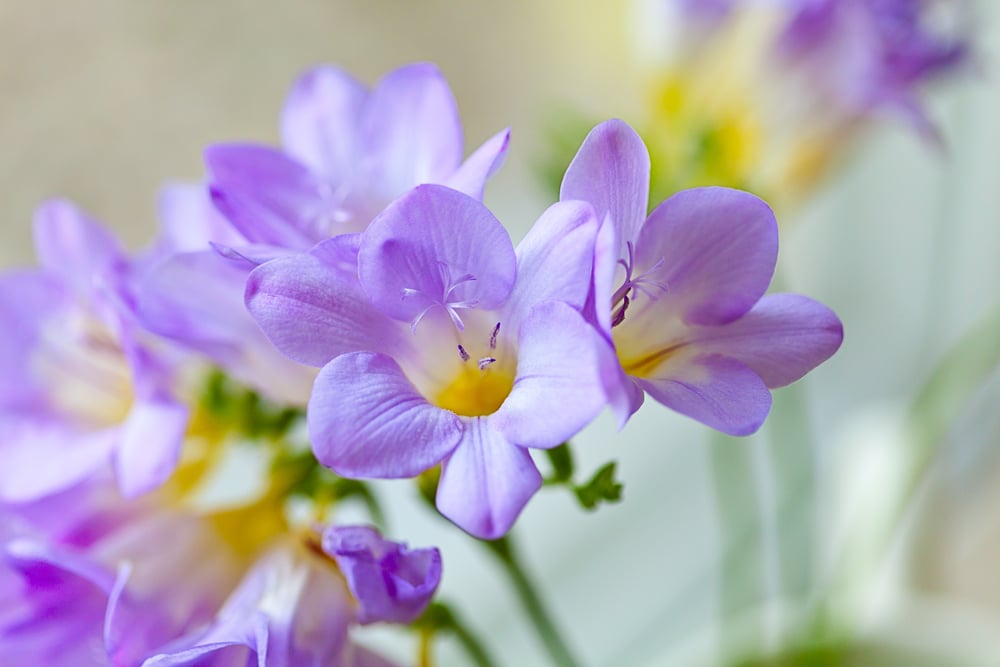 Fresia: coltivazione, cura e caratteristiche di questo fiore profumato