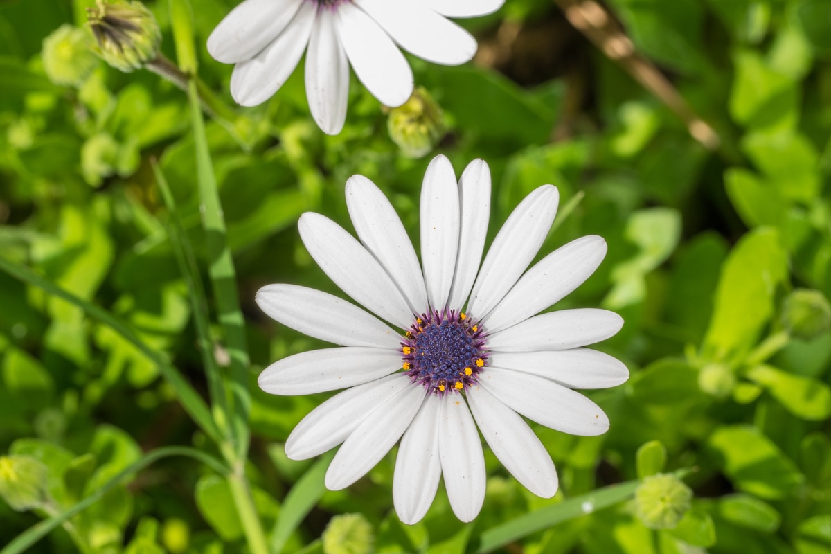 Margherita africana: consigli per la cura e la coltivazione
