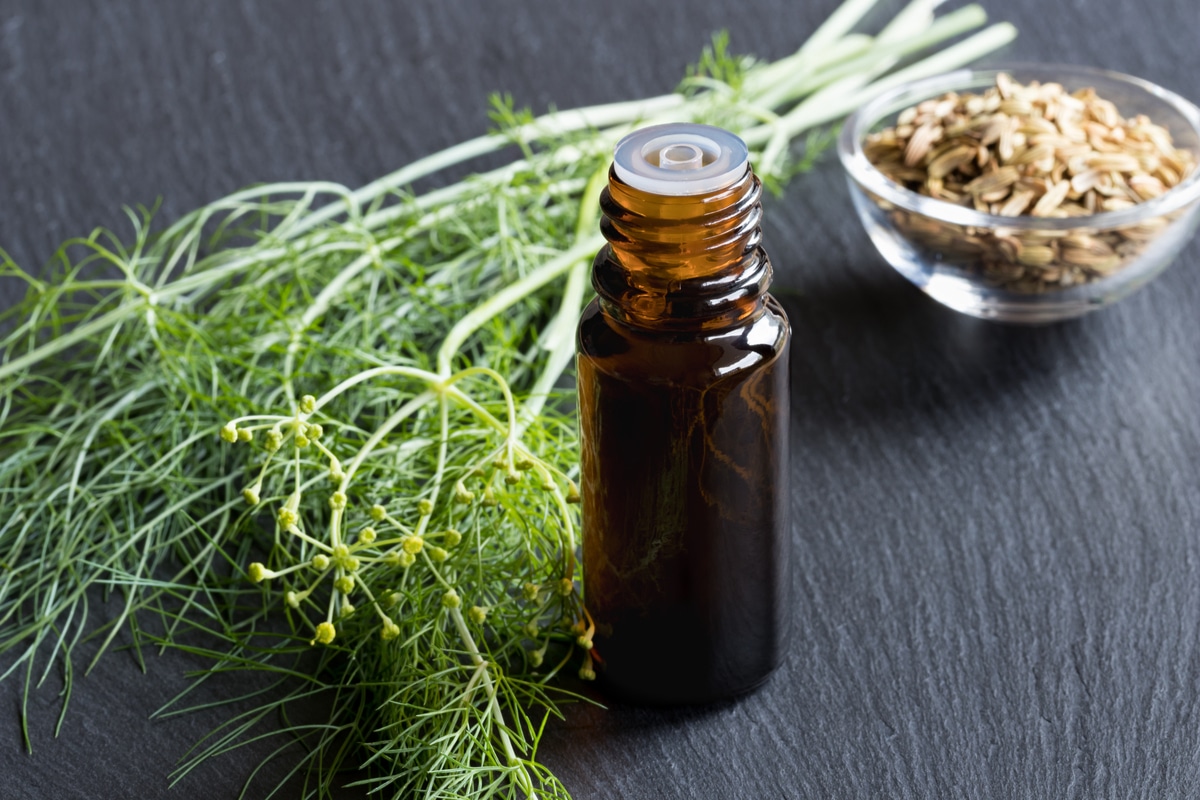 Scopriamo tutte le qualità dell’olio essenziale di finocchio