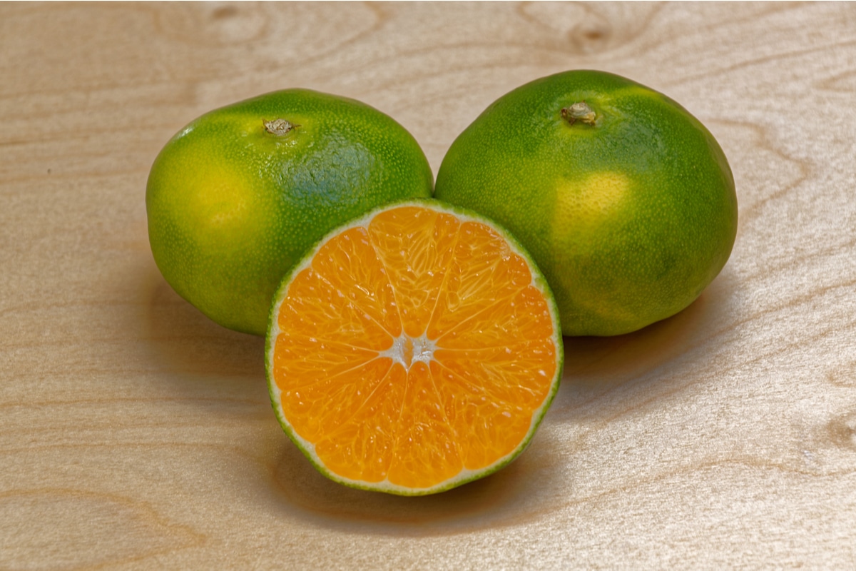 Satsuma Miyagawa O Mandarino Asiatico Propriet E Utilizzi In Cucina satsuma-miyagawa-o-mandarino-asiatico-propriet-e-utilizzi-in-cucina