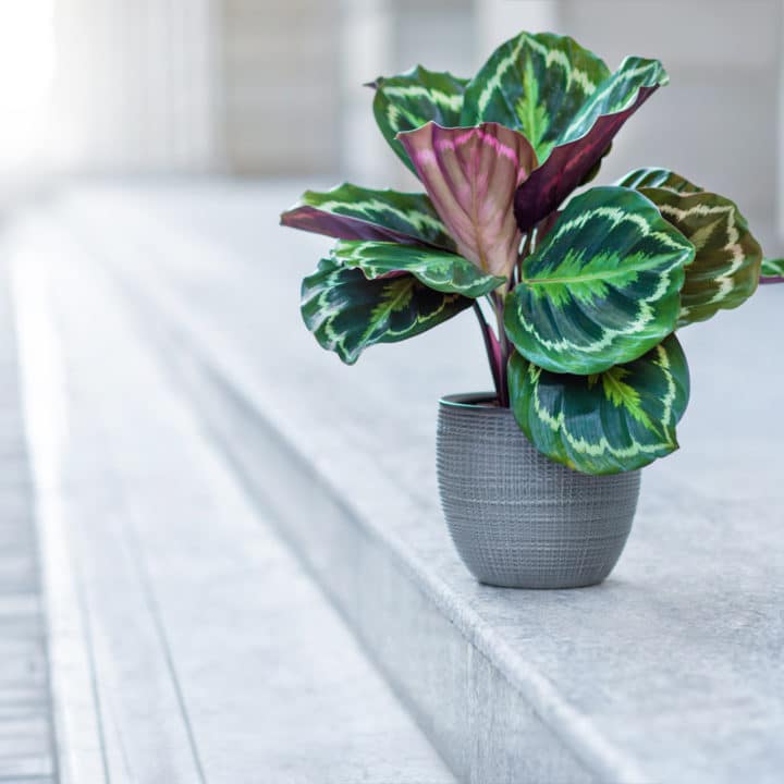 Calathea: pianta tropicale che pulisce l’aria, guida alla coltivazione