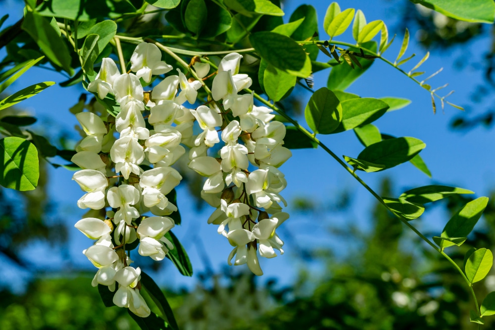 Robinia (Robinia Pseudoacacia): proprietà, virtù e utilizzi della pianta
