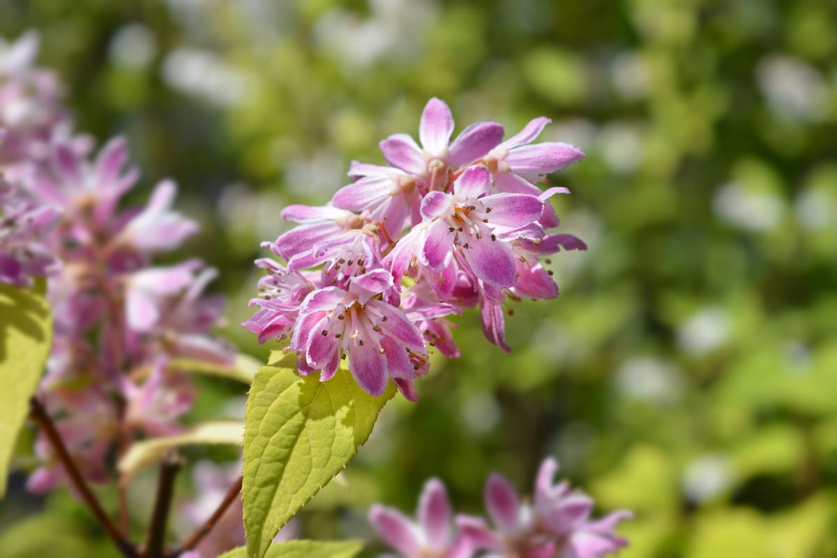 Tutto sulla Deutzia: caratteristiche, cura e coltivazione