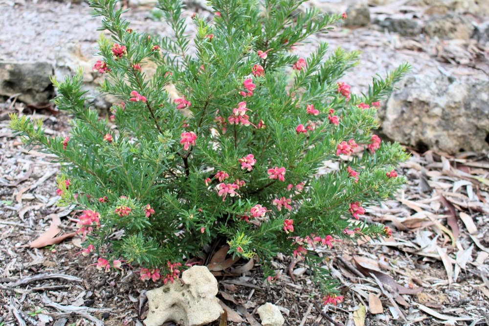Grevillea: caratteristiche e consigli per la coltivazione