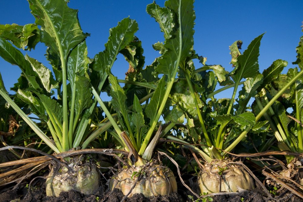 Tout sur la betterave sucrière aux racines précieuses | Conseils Beauté ...