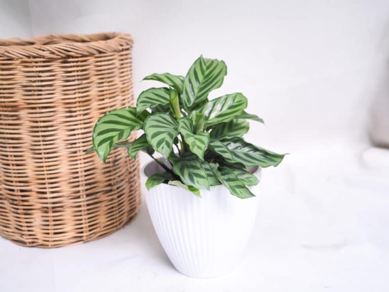 Calathea: pianta tropicale che pulisce l’aria, guida alla coltivazione