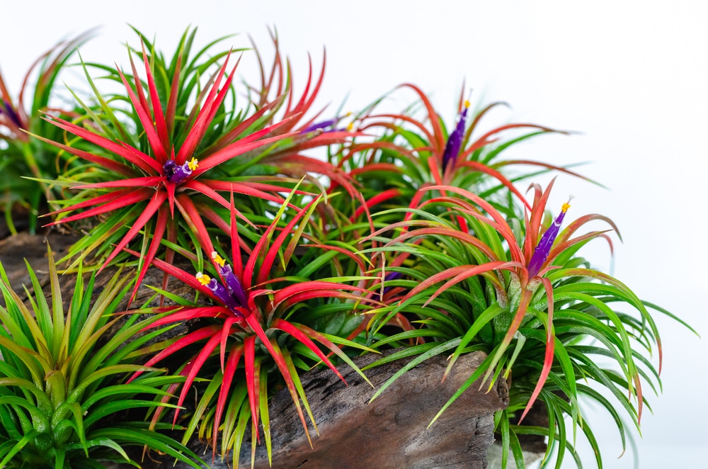 Bromelia, che passione: la guida per coltivare le bromelie a casa