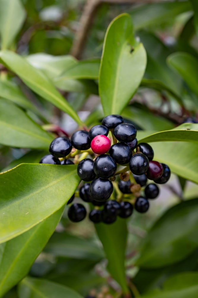 Maqui: proprietà e utilizzi di un superfrutto dalla Patagonia