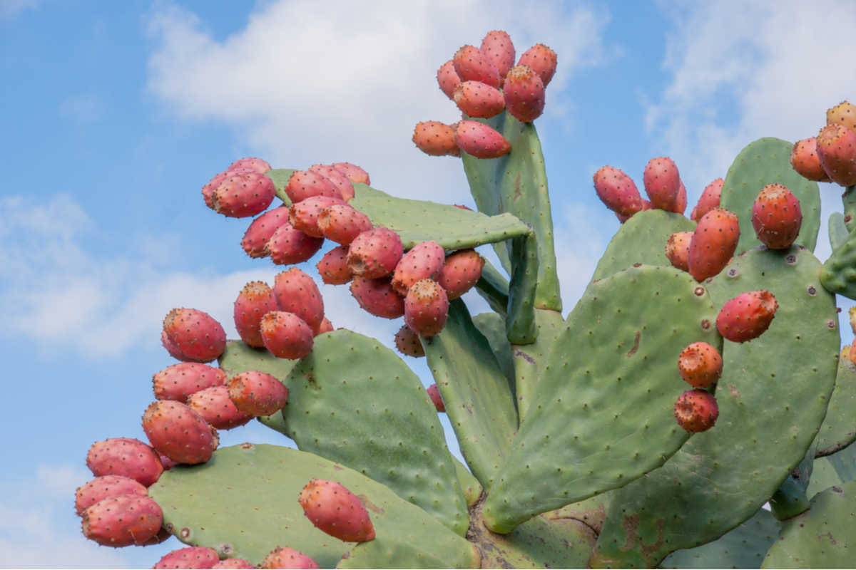 Fico d'India: proprietà, calorie e benefici in cosmetica e cucina