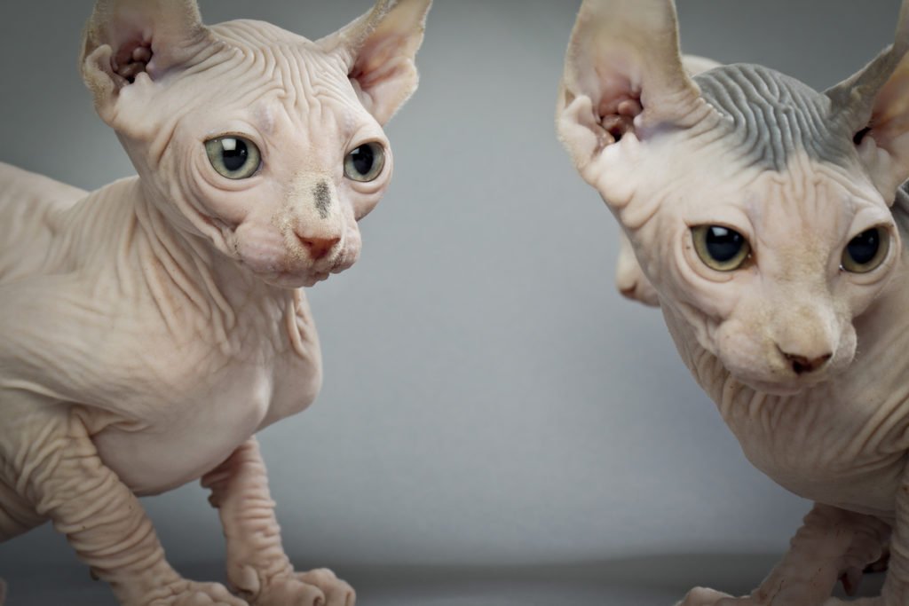 Gatto elfo: la nuova razza ibrida senza pelo e dalle curiose orecchie